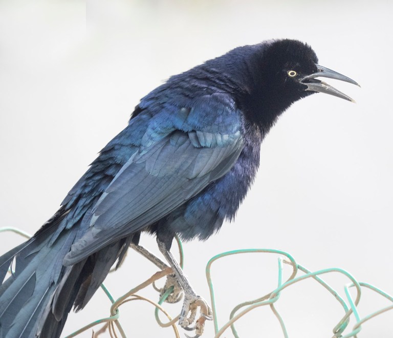 Consider the Grackle … | The Urban Nature Enthusiast