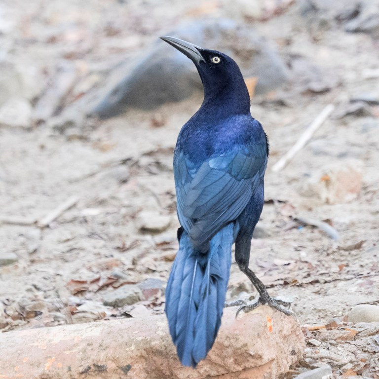 Consider the Grackle … | The Urban Nature Enthusiast