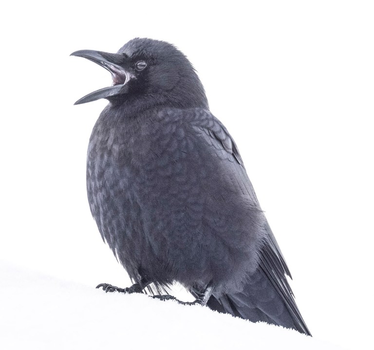 Crow Stories | The Urban Nature Enthusiast