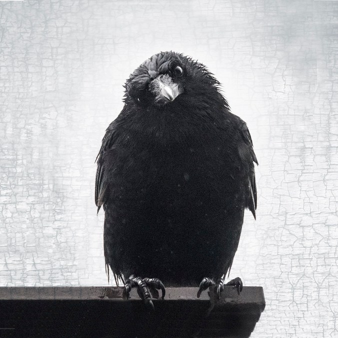 Crow Stories | The Urban Nature Enthusiast