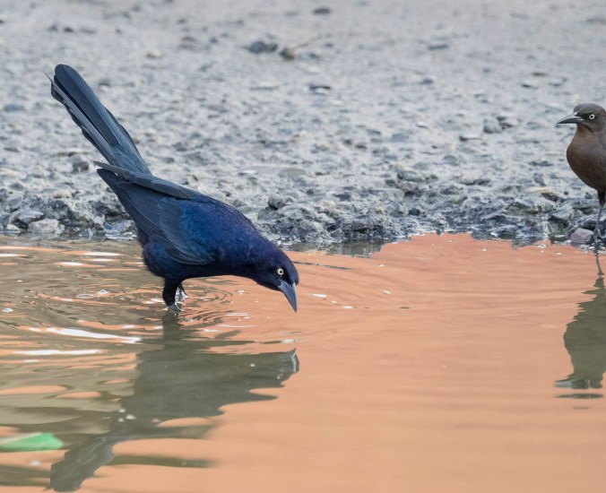 Consider the Grackle … | The Urban Nature Enthusiast