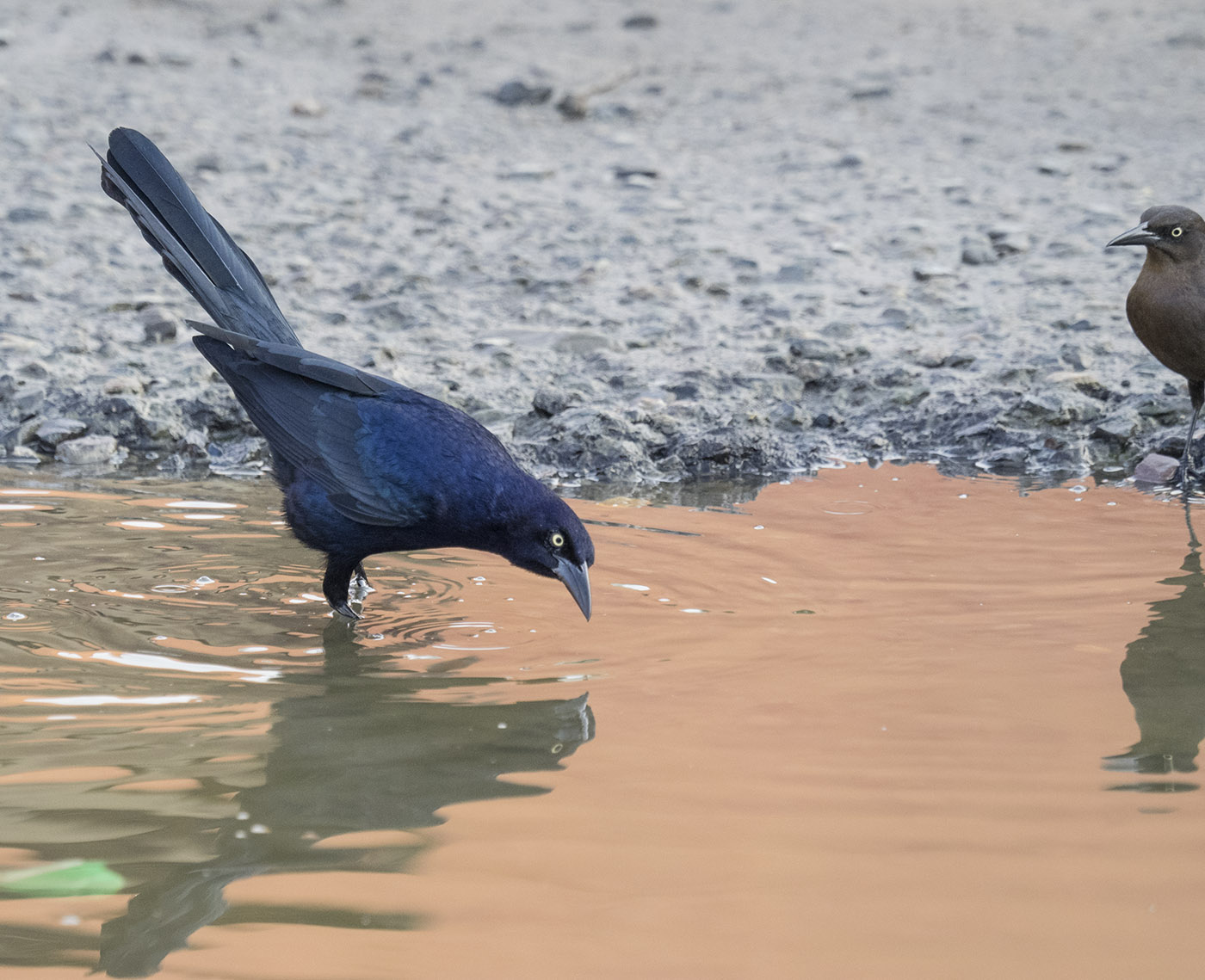 Consider the Grackle … | The Urban Nature Enthusiast