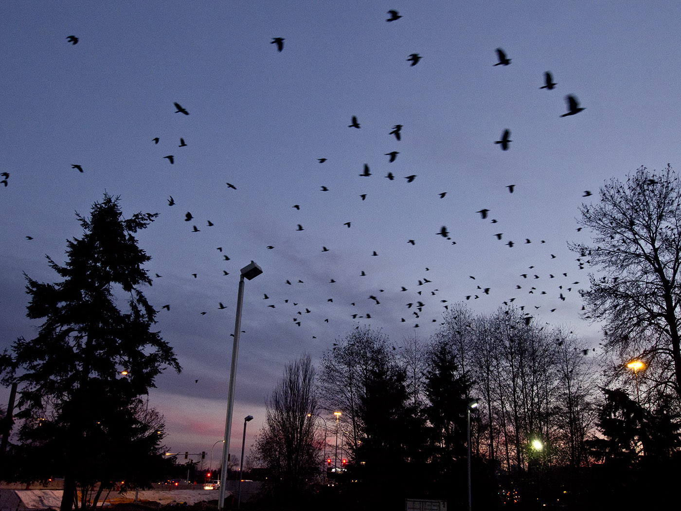 Last Call at Still Creek | The Urban Nature Enthusiast