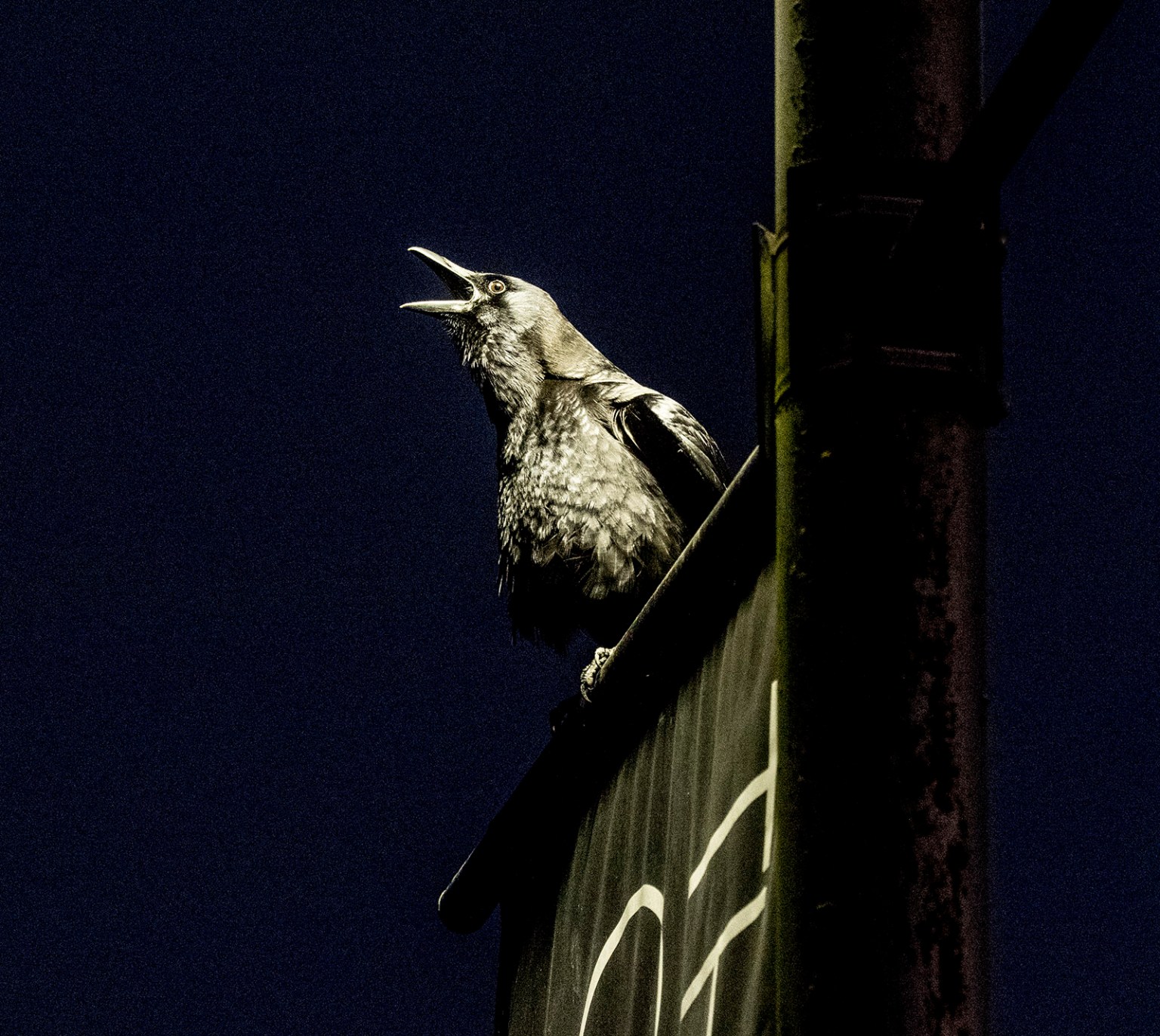 Last Call at Still Creek | The Urban Nature Enthusiast