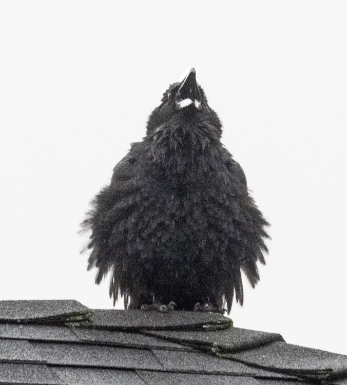 raven language | The Urban Nature Enthusiast