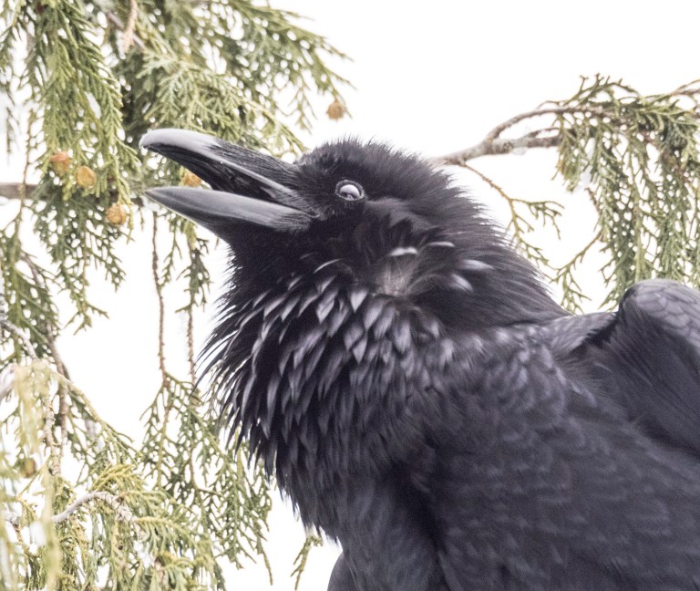 Learning to Speak Raven | The Urban Nature Enthusiast