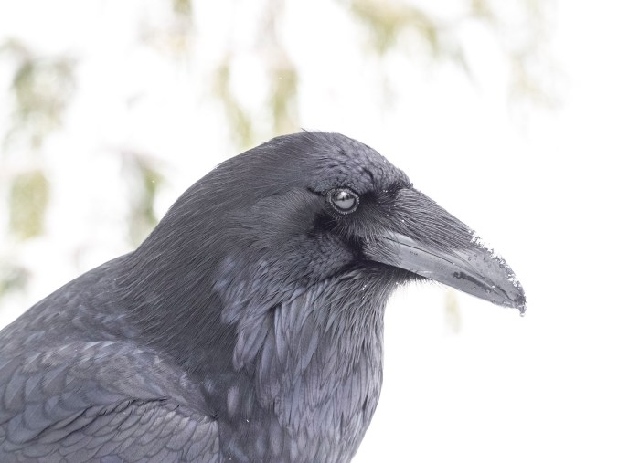 Learning to Speak Raven | The Urban Nature Enthusiast