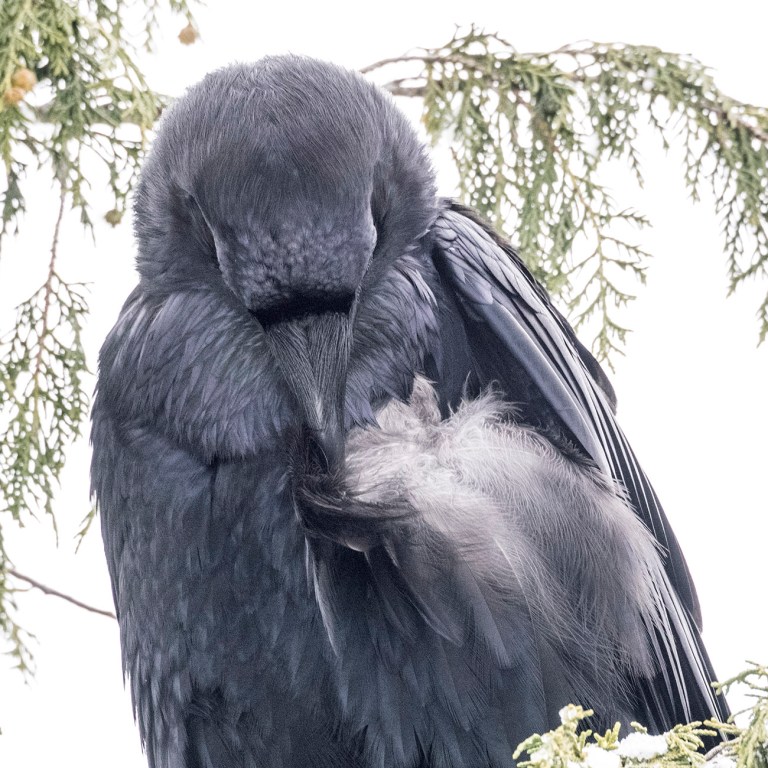 Learning to Speak Raven | The Urban Nature Enthusiast
