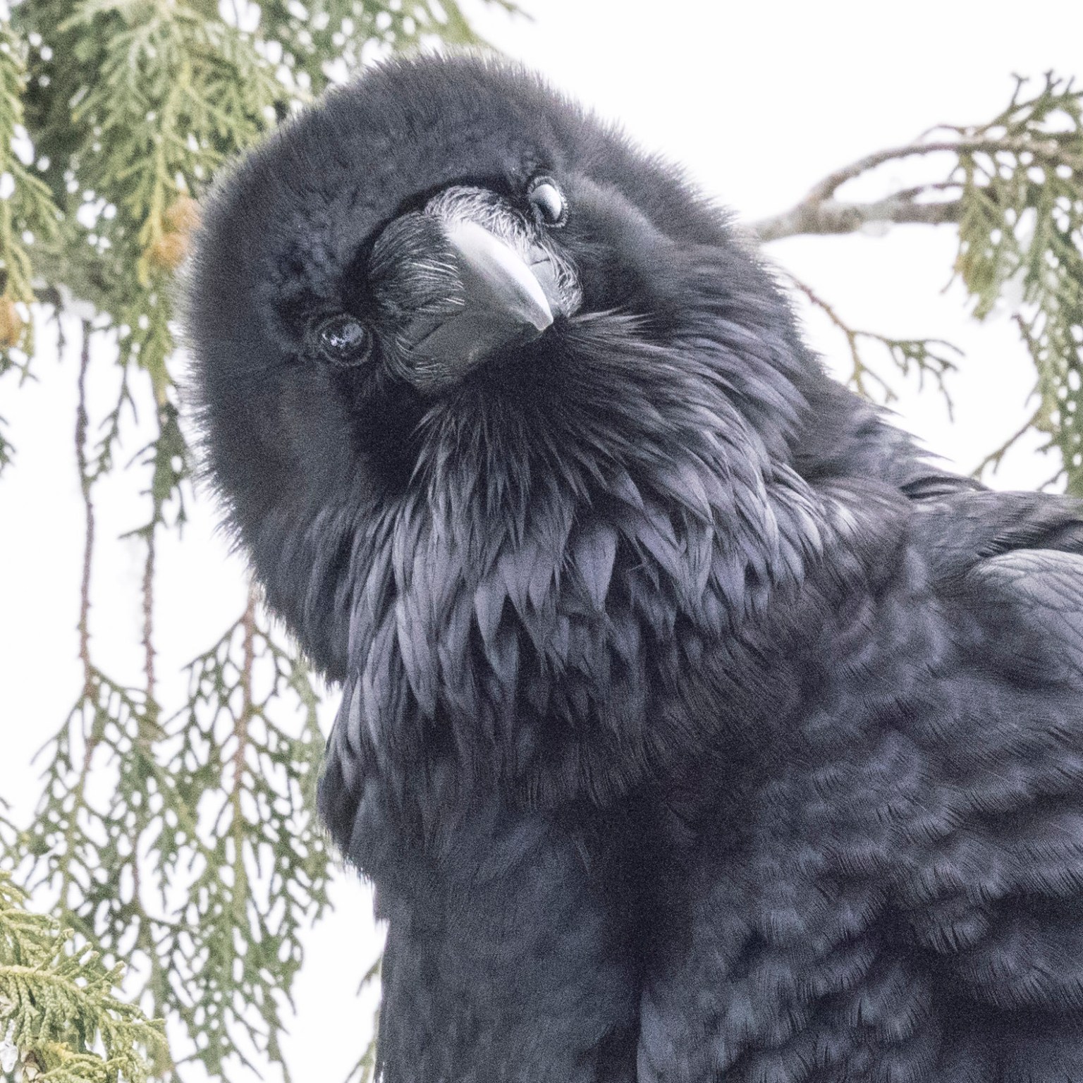 Learning to Speak Raven | The Urban Nature Enthusiast