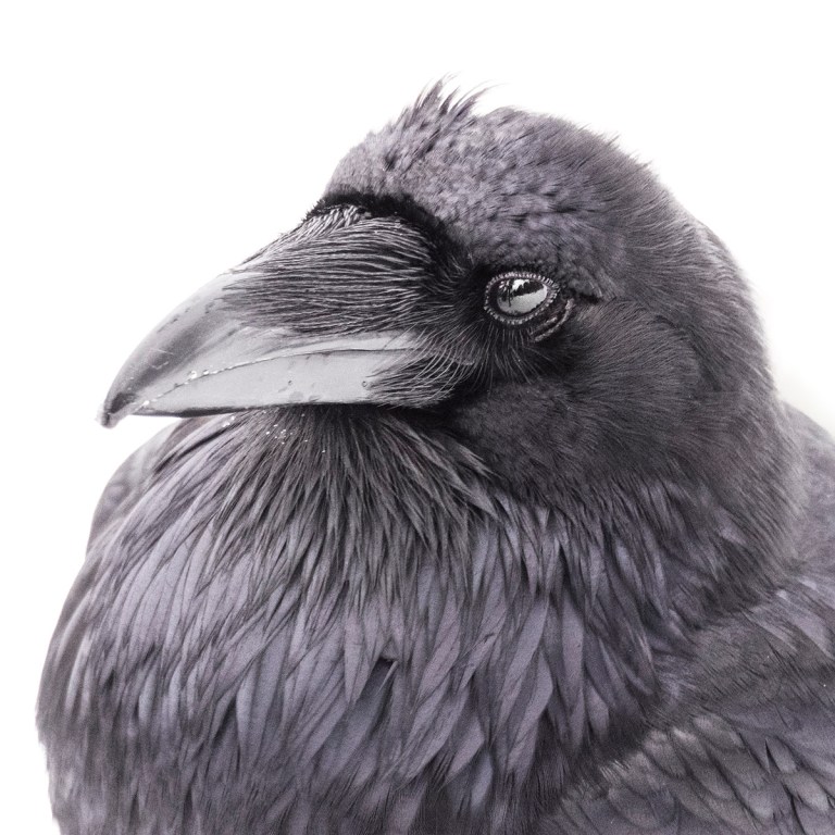 Learning to Speak Raven | The Urban Nature Enthusiast