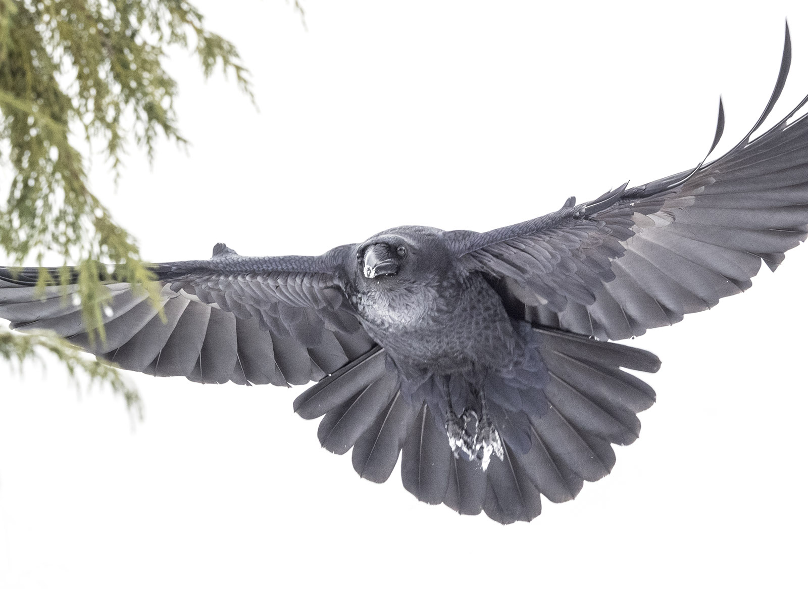 Soaring Raven | The Urban Nature Enthusiast