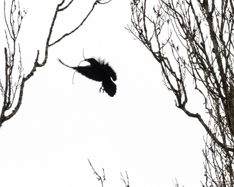Crow Calligraphy | The Urban Nature Enthusiast