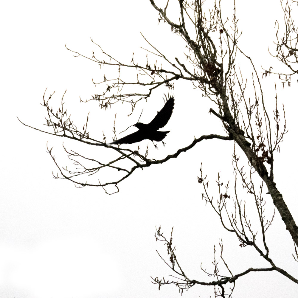 Flying with a Twig | The Urban Nature Enthusiast