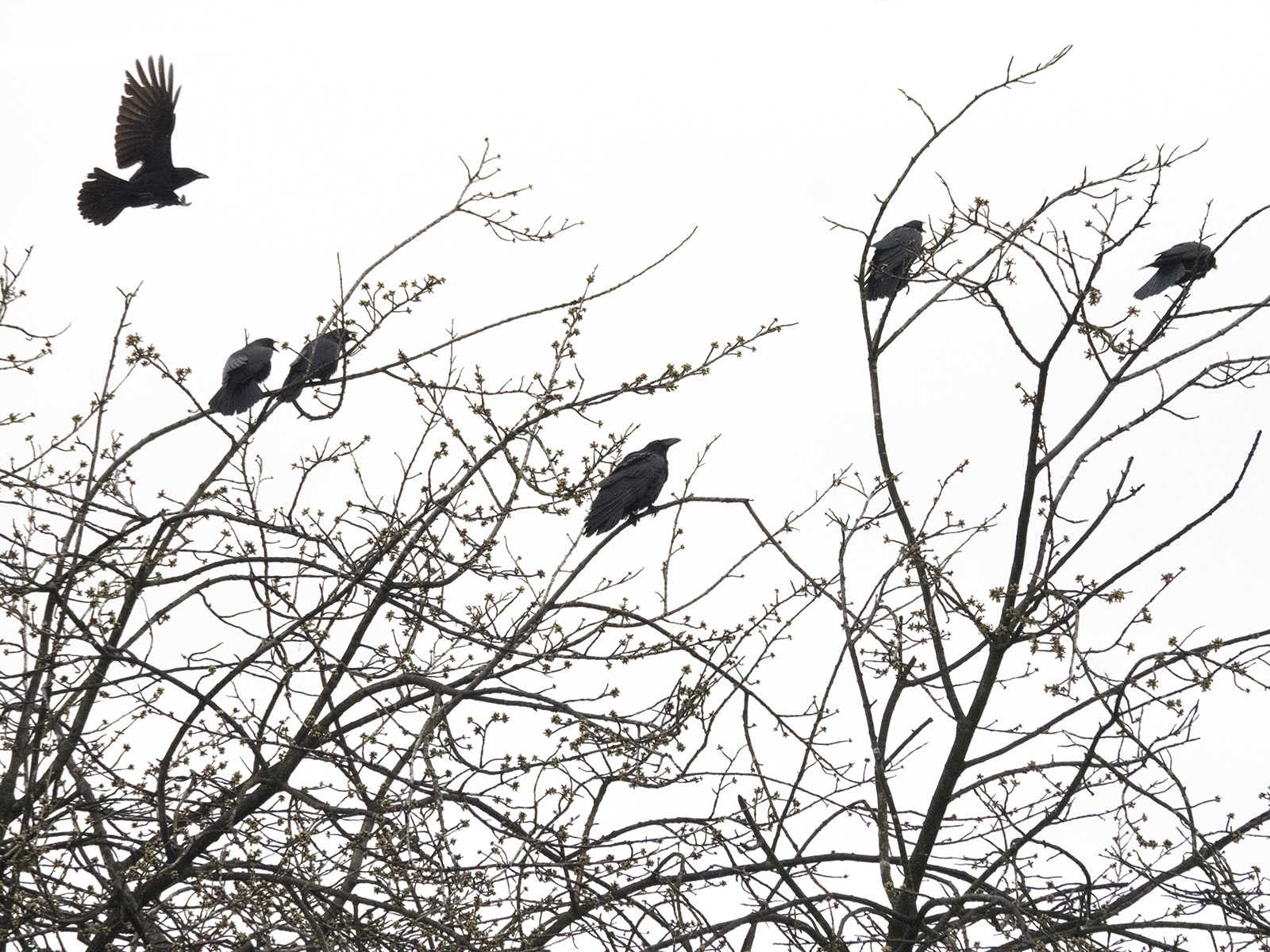 Raven and Crows | The Urban Nature Enthusiast