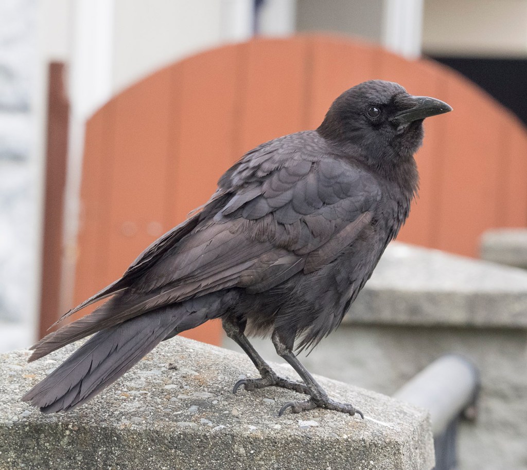 Crow Photo Tips | The Urban Nature Enthusiast