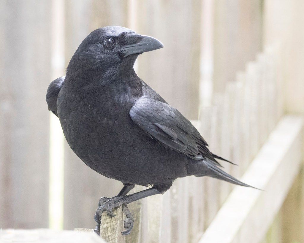 Crow Photo Tips | The Urban Nature Enthusiast