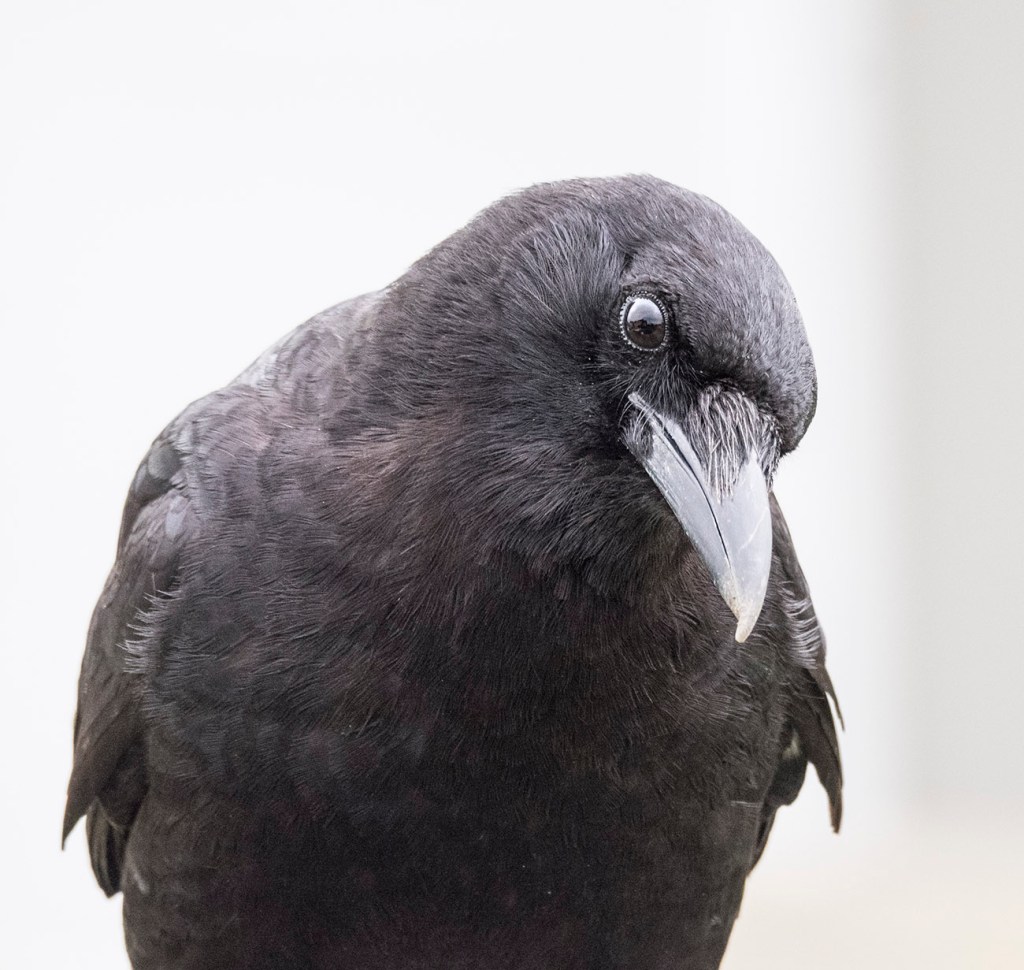 Crow Photo Tips | The Urban Nature Enthusiast