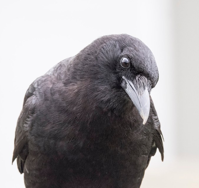 Crow Photo Tips | The Urban Nature Enthusiast