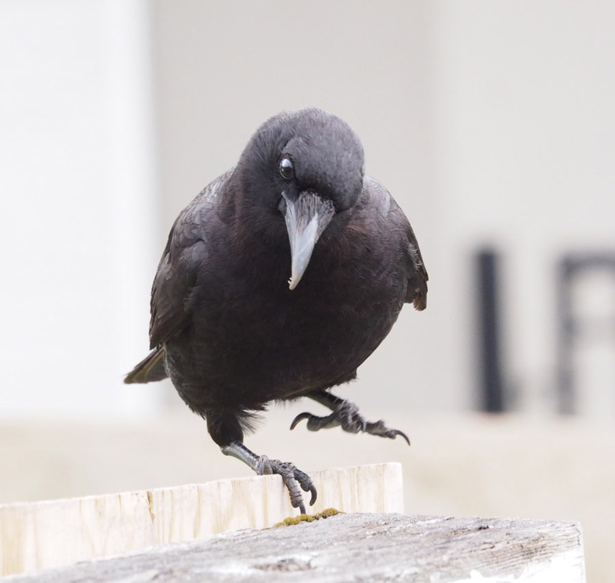 Junior Crow with Catch Light | The Urban Nature Enthusiast