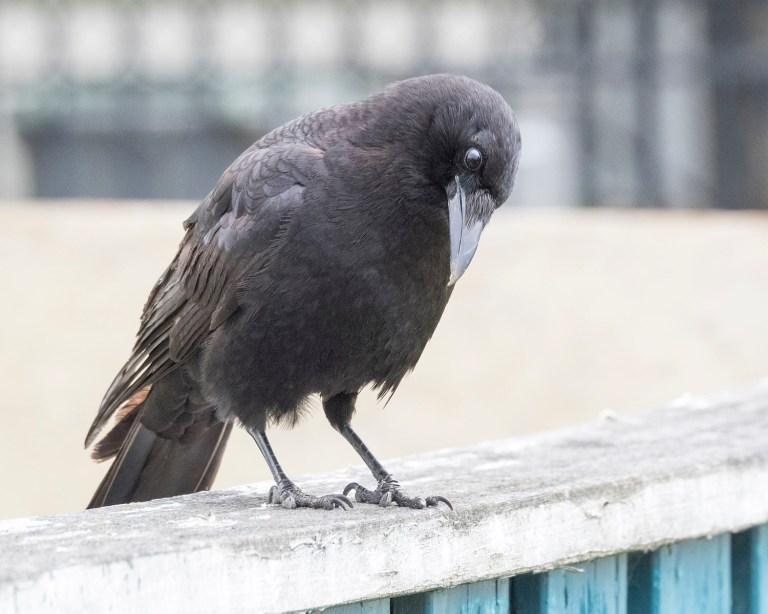 Crow Photo Tips | The Urban Nature Enthusiast