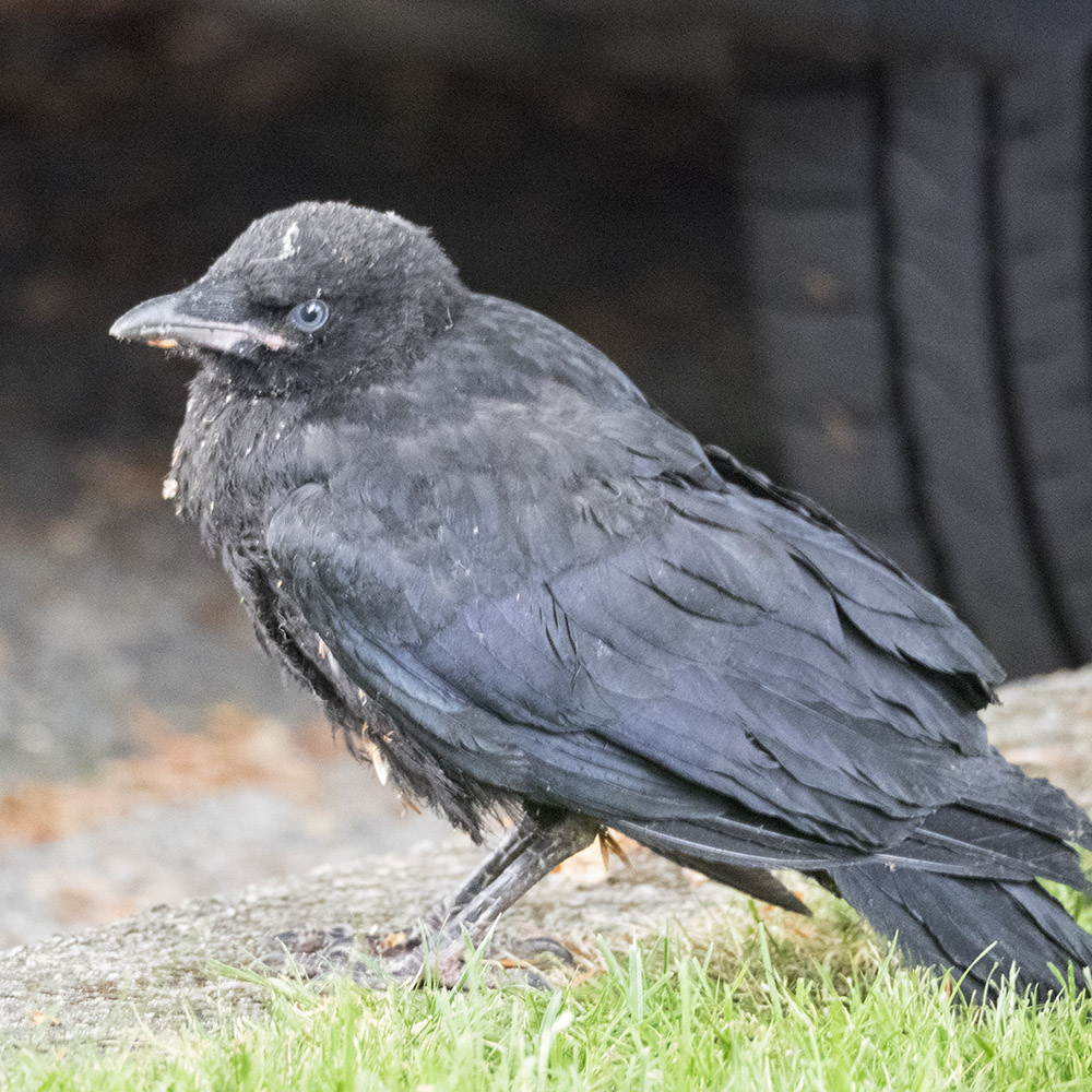 crow fledglings | The Urban Nature Enthusiast