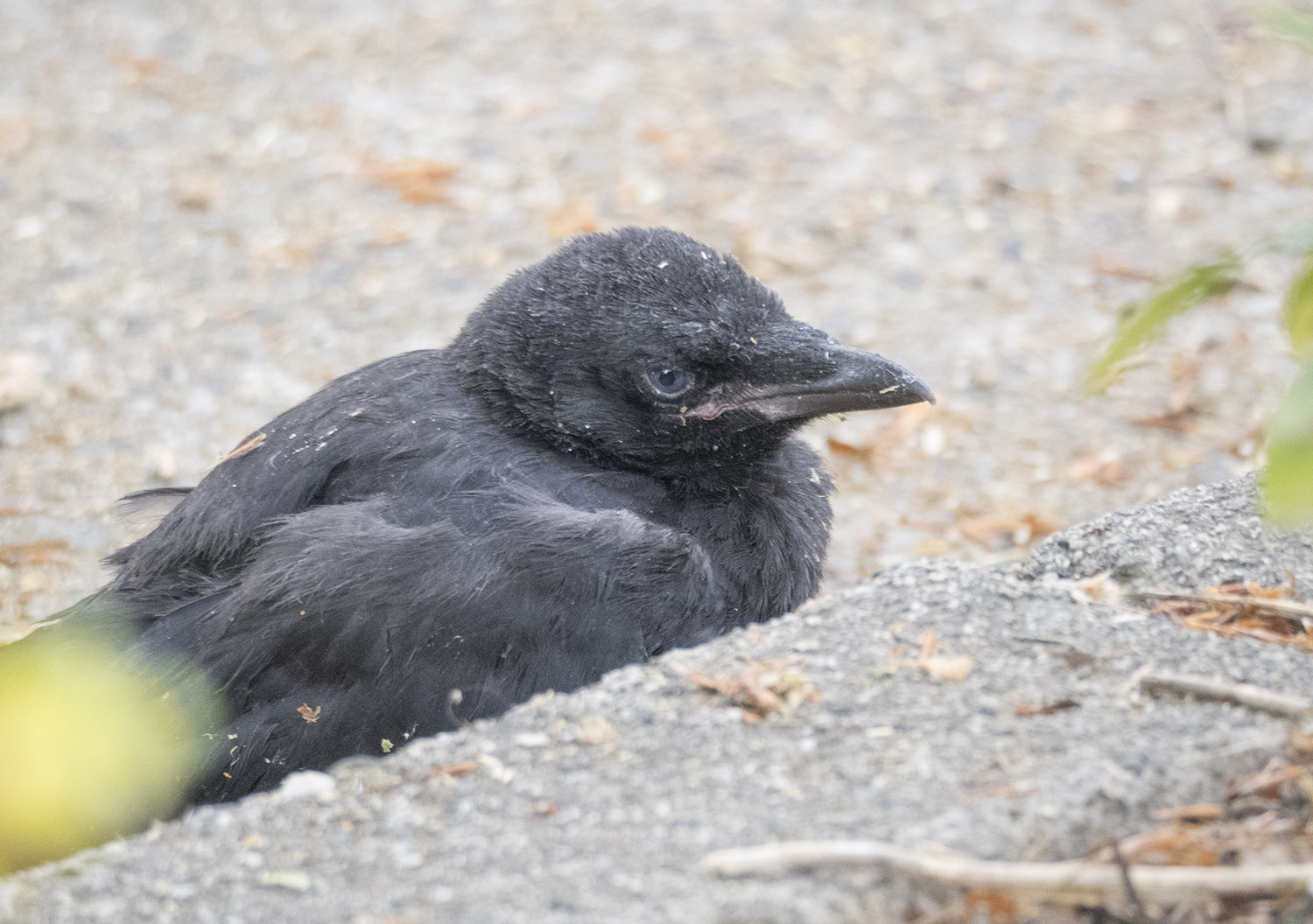 crow fledglings | The Urban Nature Enthusiast
