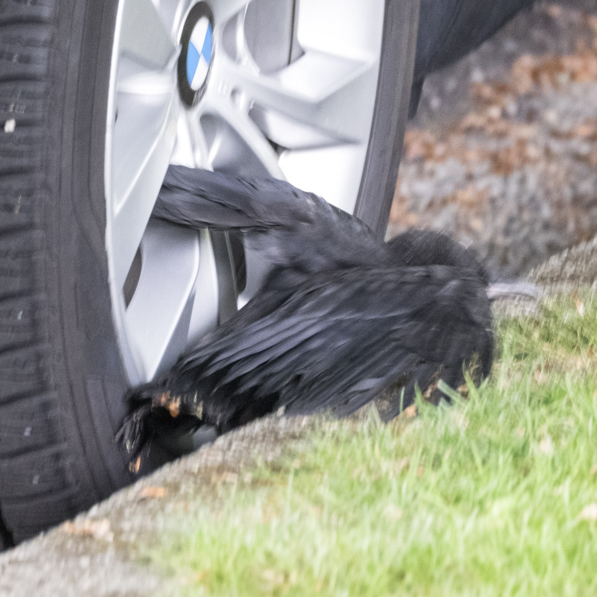 Fledgling Alert | The Urban Nature Enthusiast
