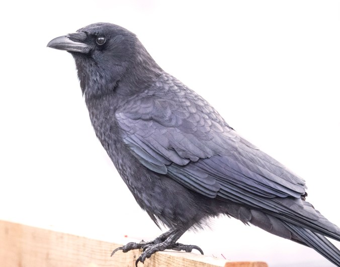 Crows and Ravens | The Urban Nature Enthusiast