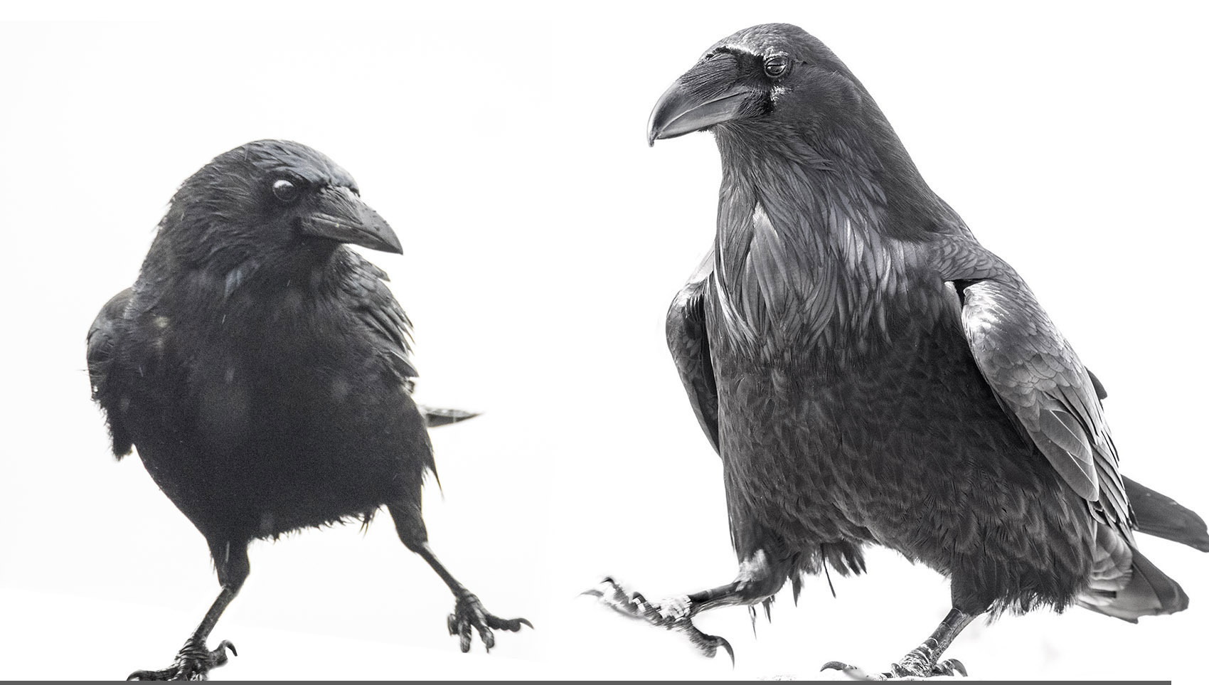 Crows and Ravens | The Urban Nature Enthusiast
