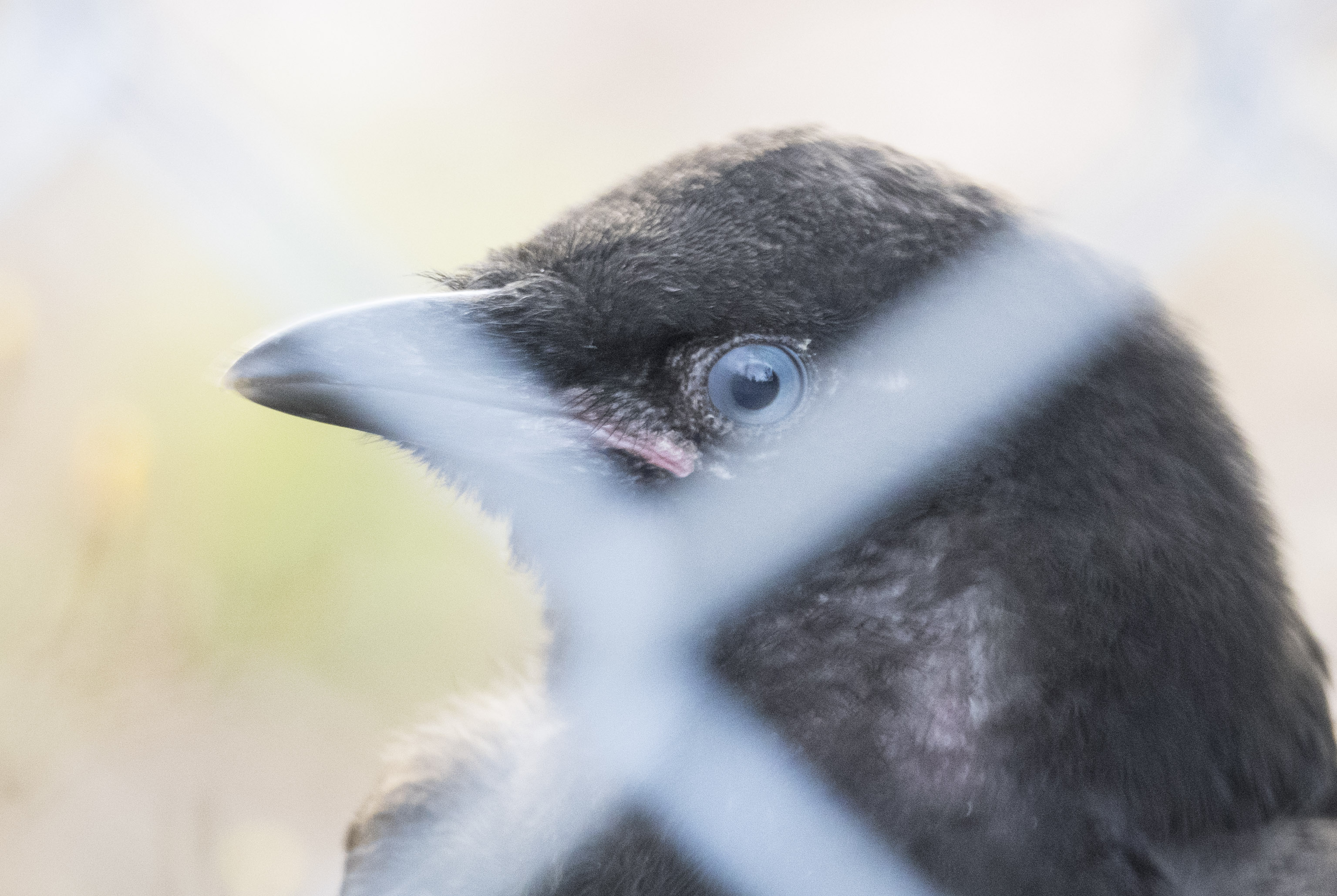 Baby Crow Behind Fence | The Urban Nature Enthusiast
