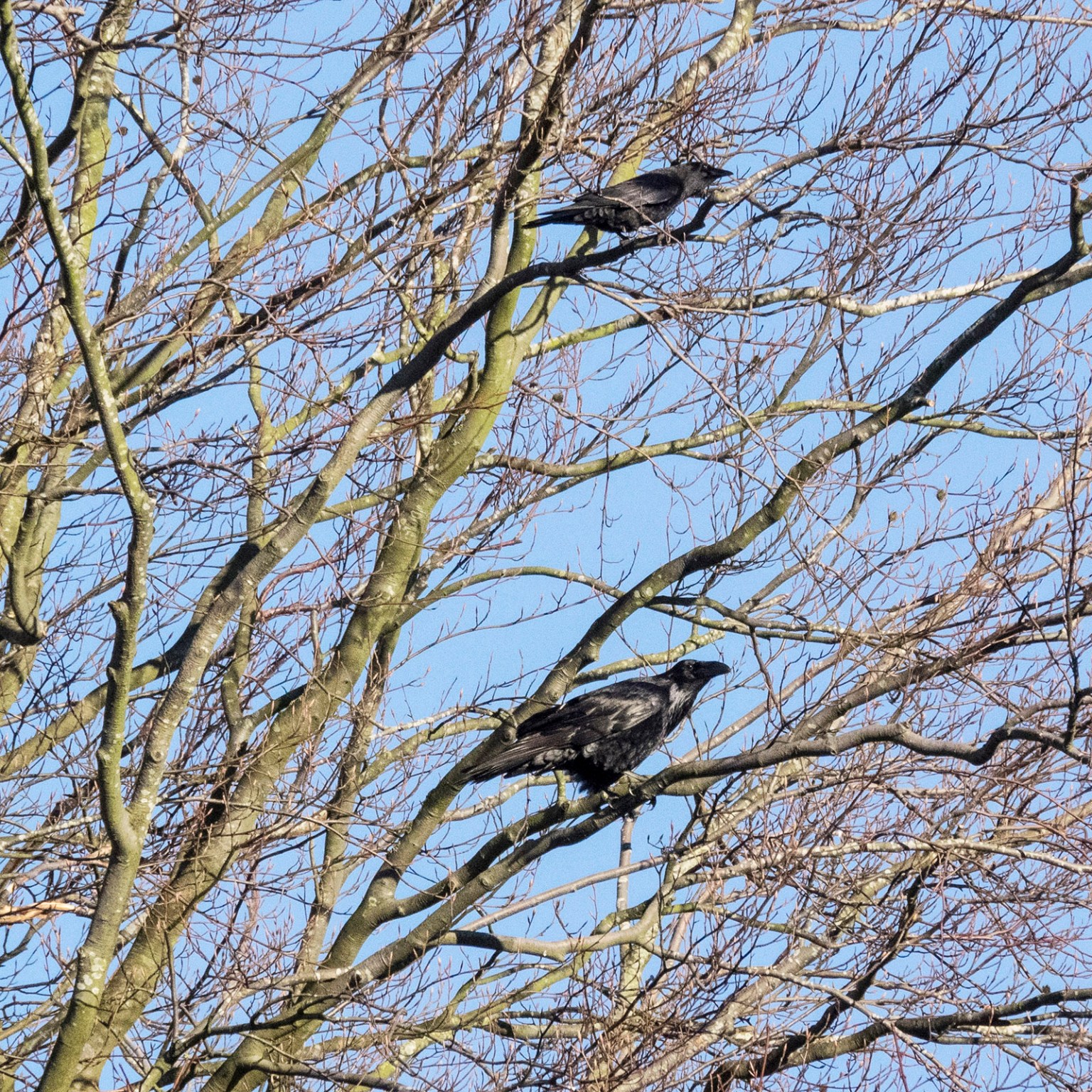 Crows and Ravens | The Urban Nature Enthusiast