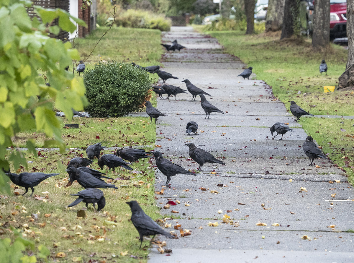 crow social life | The Urban Nature Enthusiast