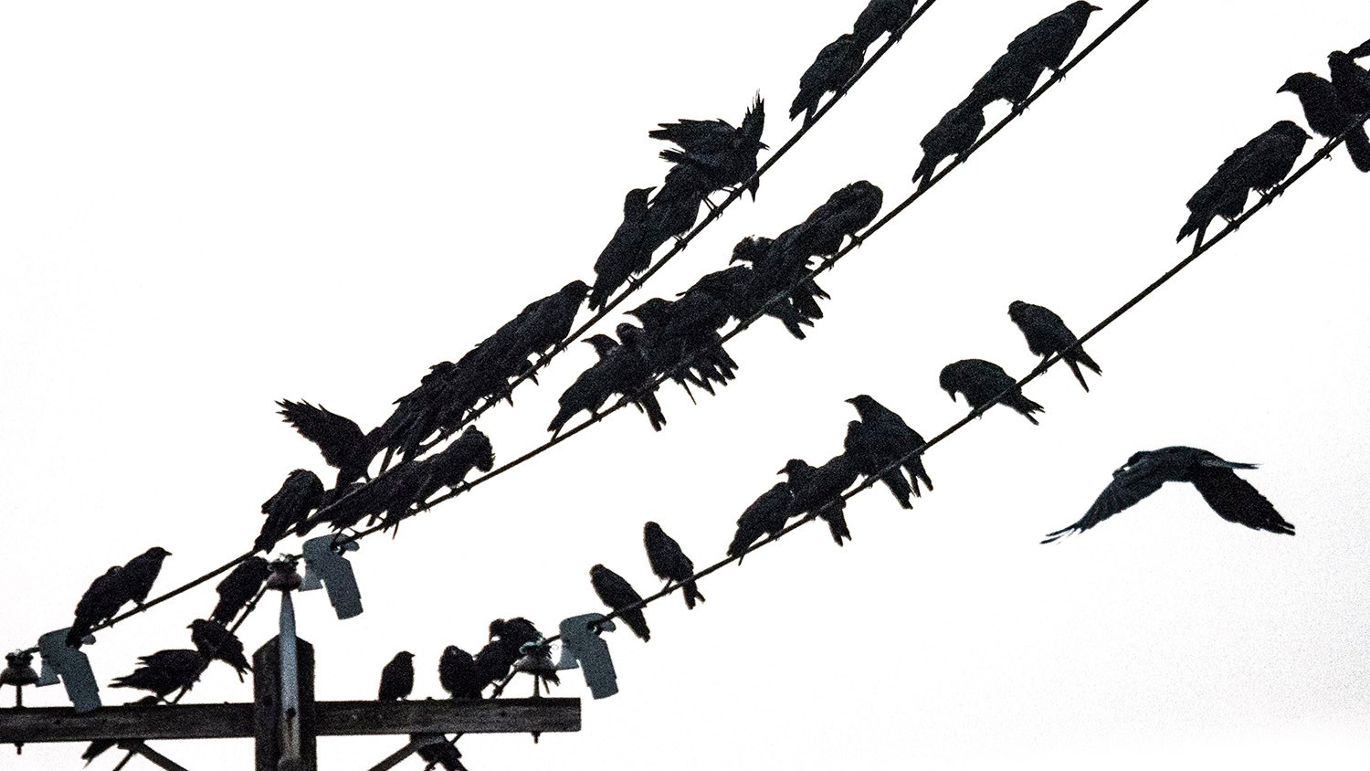 crow social life | The Urban Nature Enthusiast