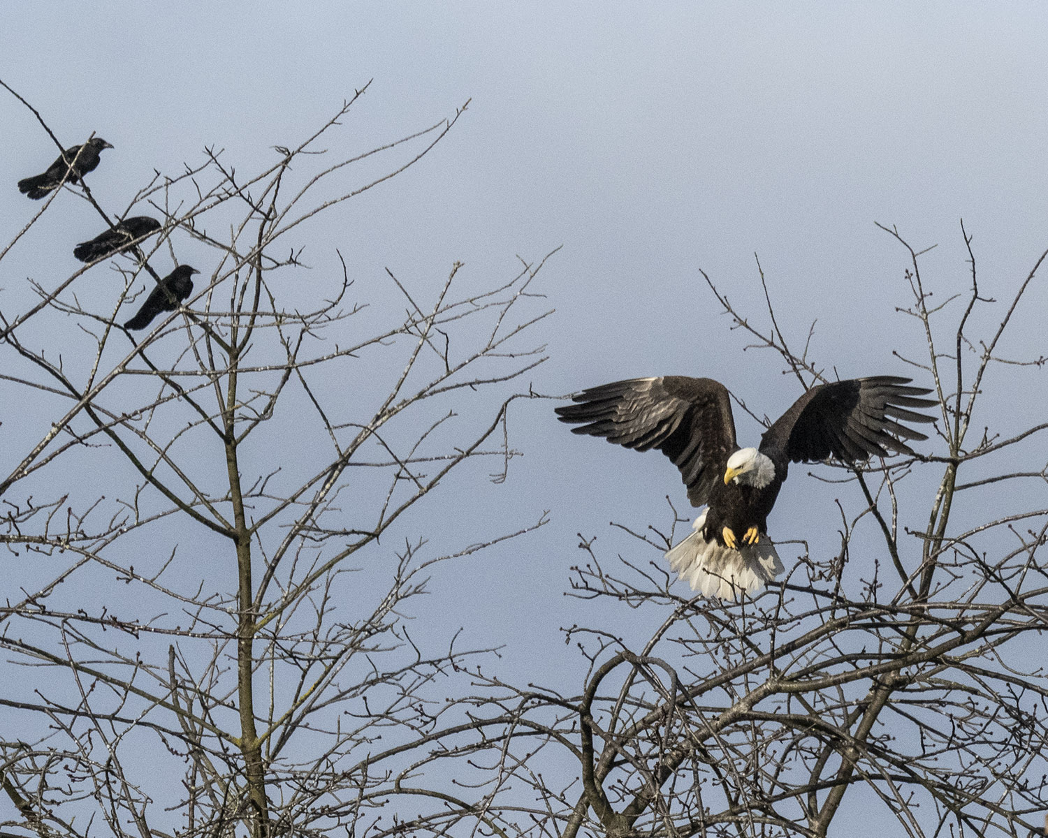 Eagle and 3 Crows | The Urban Nature Enthusiast