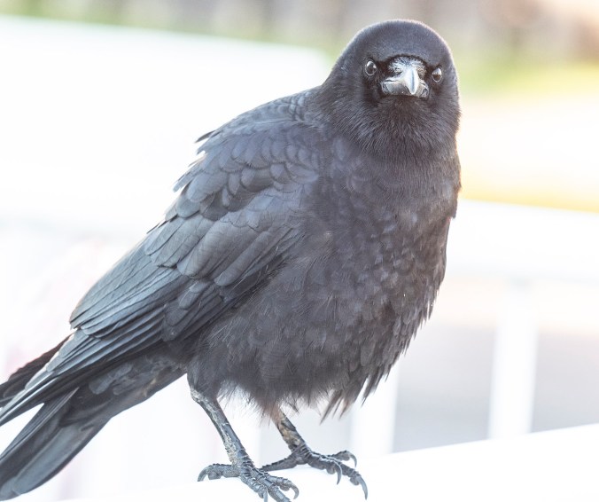 6 Reasons Why Crows Make Great Therapists | The Urban Nature Enthusiast