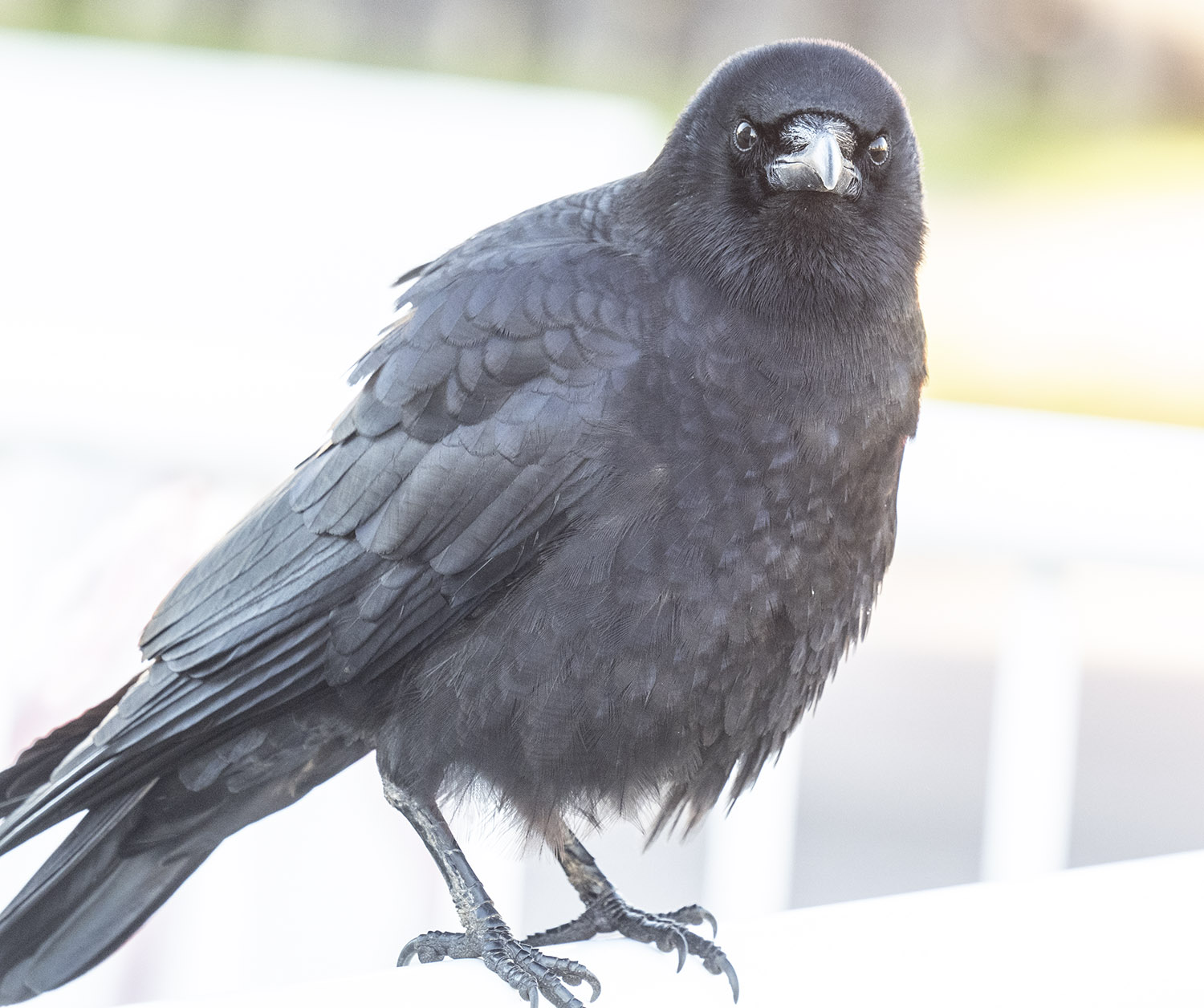 6 Reasons Why Crows Make Great Therapists | The Urban Nature Enthusiast