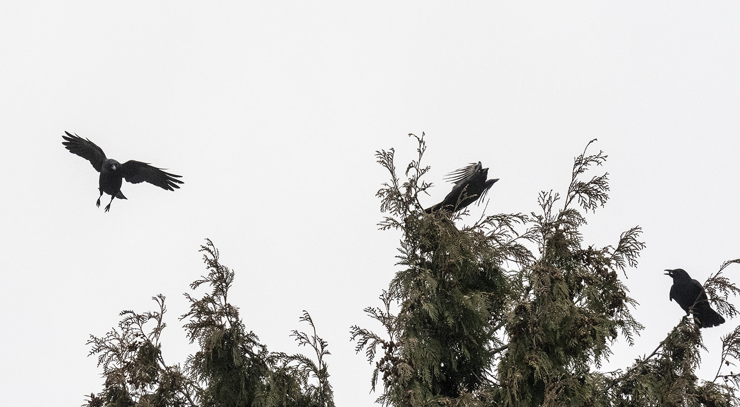 Crow Conflict 1 | The Urban Nature Enthusiast