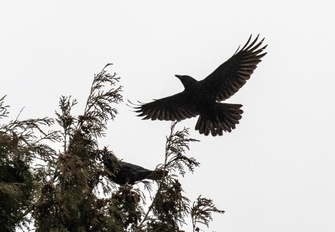 crow social life | The Urban Nature Enthusiast