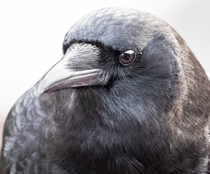 crow social life | The Urban Nature Enthusiast