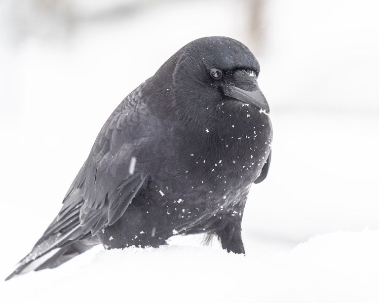 Marvin and Mavis: A Love Story | The Urban Nature Enthusiast