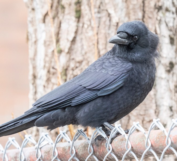 crow social life | The Urban Nature Enthusiast