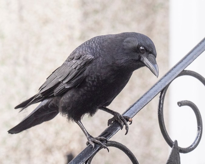 Marvin and Mavis: A Love Story | The Urban Nature Enthusiast