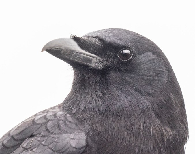 crow social life | The Urban Nature Enthusiast