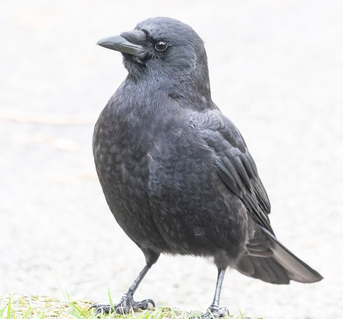crow social life | The Urban Nature Enthusiast