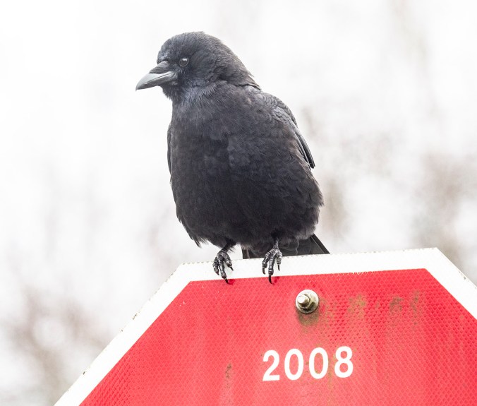 crow social life | The Urban Nature Enthusiast