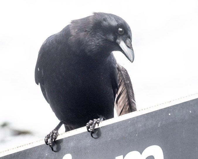 crow social life | The Urban Nature Enthusiast