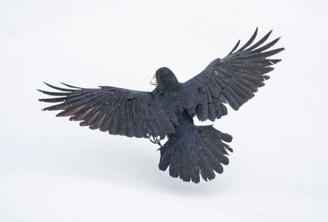 Raven Games | The Urban Nature Enthusiast