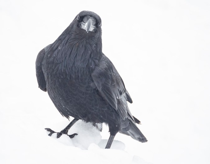 Raven Games | The Urban Nature Enthusiast