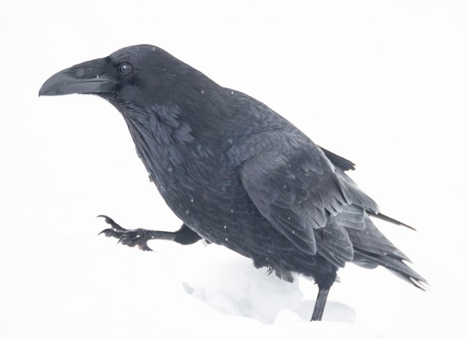 Raven Games | The Urban Nature Enthusiast