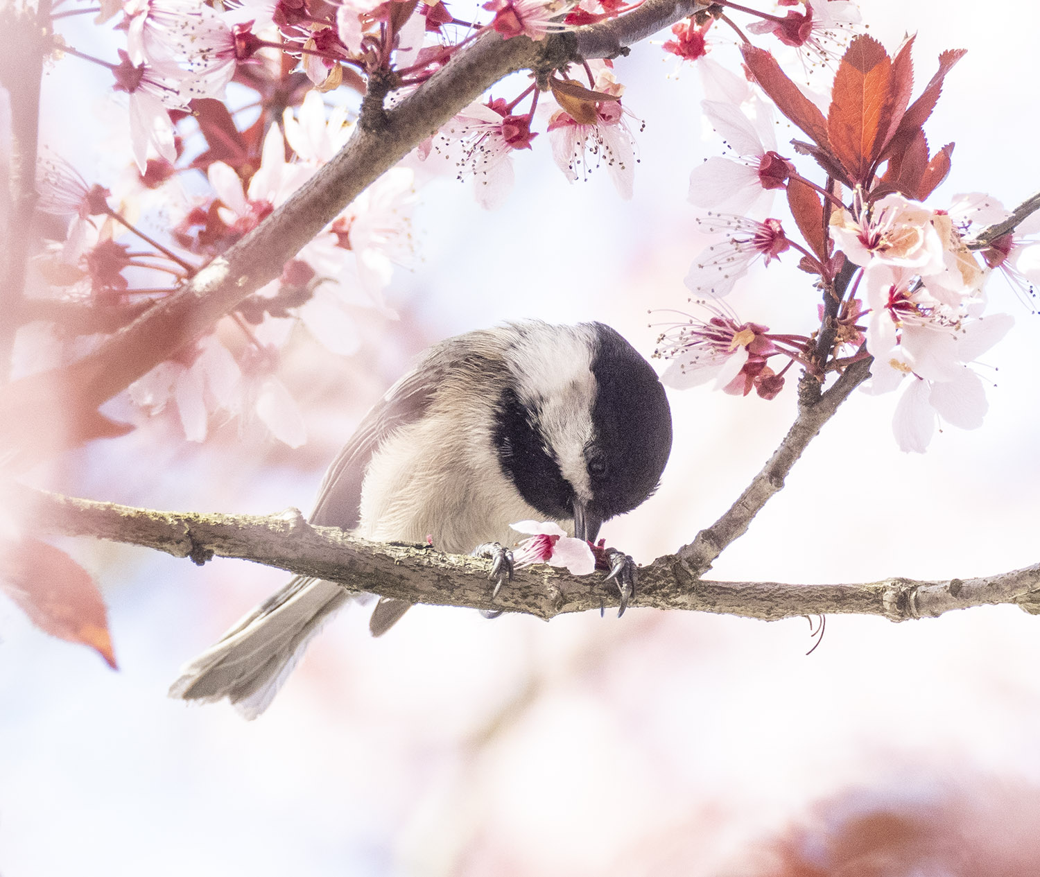 Chickadee with Blossom Flower | The Urban Nature Enthusiast